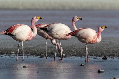'Rare James's flamingos (Phoenicoparrus jamesi), Eduardo Avaroa Andean ...