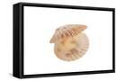 'Pearl Shell Opened Empty Isolated Cutout on White Background. Seashell ...