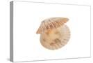 'Pearl Shell Opened Empty Isolated Cutout on White Background. Seashell ...