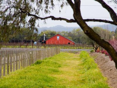 'Red Barn near Vineyards, Napa Valley, California, USA' Photographic ...