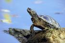 Red-Eared Slider (Trachemys Scripta Elegans, Pseudemys Scripta Elegans ...