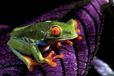 Purple Tree Frog
