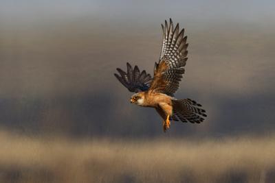 'Red Footed Falcon (Falco Vespertinus) Hunting, Bagerova Steppe, Kerch ...