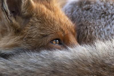 'Red fox resting curled up close up, North London, England, UK ...