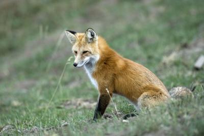 'Red Fox Side View of Animal Sitting' Photographic Print | AllPosters.com