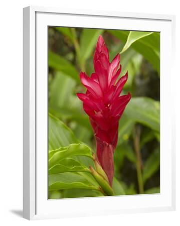 'Red Ginger Flower (Alpinia Purpurata), Coral Coast, Viti Levu, Fiji ...