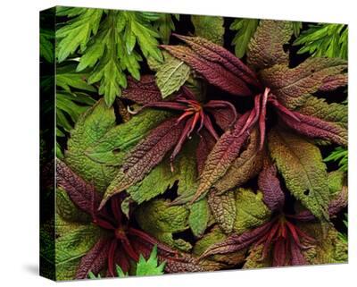 'Red green Weed Foliage' Stretched Canvas Print | AllPosters.com