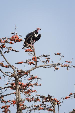 'Red-Headed Vulture (Asian King Vulture) (Indian Black Vulture ...
