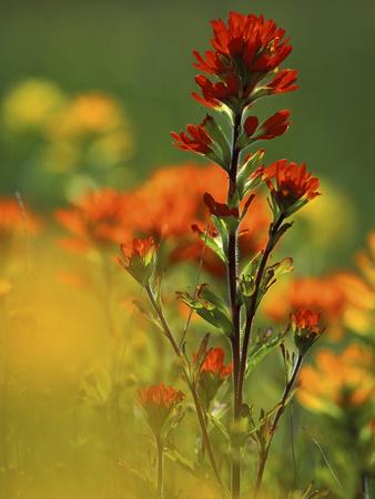 'Red Indian Paintbrush Flower in Springtime, Nature Conservancy ...