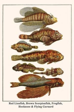 'Red Lionfish, Brown Scorpionfish, Frogfish, Hooknose and Flying ...