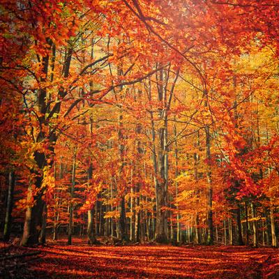 'Red November' Photographic Print - Philippe Sainte-Laudy | AllPosters.com