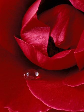 'Red Rose, American Beauty, with Tear Drop, Rochester, Michigan, USA ...