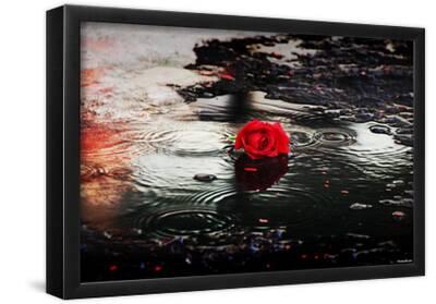 'Red Rose (Rain, Puddle) Art Poster Print' Prints | AllPosters.com