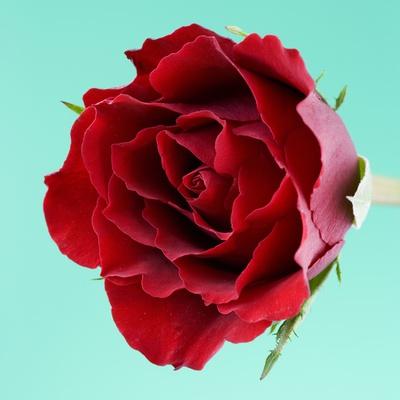 'Red Rose with Wavy Petals' Photographic Print - Clive Nichols ...