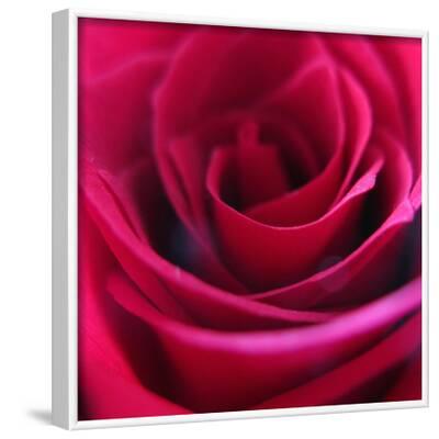 'Red Rose' Photographic Print - Carolina Hernandez | AllPosters.com