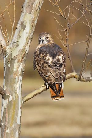 Red-Tailed Hawk Adult Photographic Print | AllPosters.com