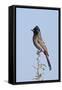 'Red-Vented Bulbul (Pycnonotus Cafer),Aravalli Range, Rajasthan, India ...