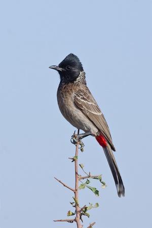 Red-Vented Bulbul (Pycnonotus Cafer),Aravalli Range, Rajasthan, India ...
