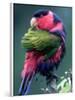 'Red-Winged Parrot' Photographic Print | AllPosters.com
