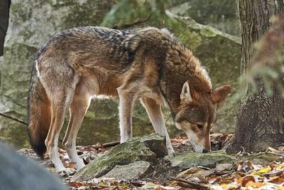 'Red Wolf' Photographic Print - Gary Carter | AllPosters.com