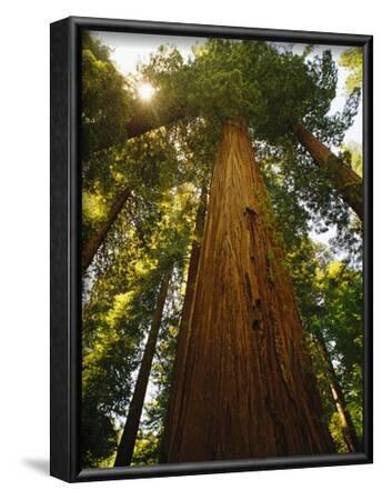 'Redwood Tree' Photographic Print - Charles O'Rear | AllPosters.com