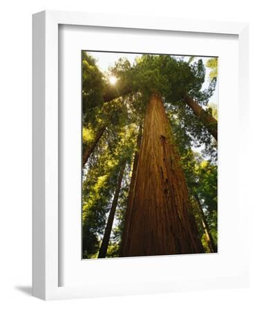 'Redwood Tree' Photographic Print - Charles O'Rear | AllPosters.com