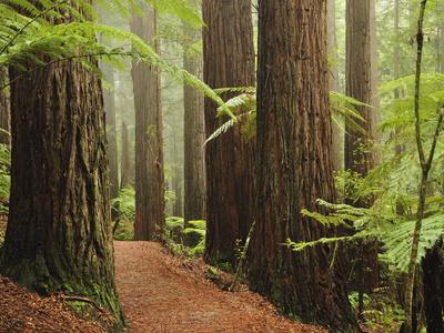 'Redwoods and Tree Ferns, the Redwoods, Rotorua, Bay of Plenty, North ...