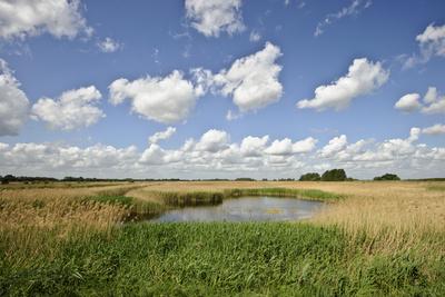 'Reed Beds at Joist Fen, Lakenheath Fen Rspb Reserve, Suffolk, UK, May ...