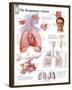 'Respiratory System Educational Chart Poster' Photo | AllPosters.com