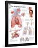 'Respiratory System Educational Chart Poster' Photo | AllPosters.com