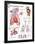 'Respiratory System Educational Chart Poster' Photo | AllPosters.com