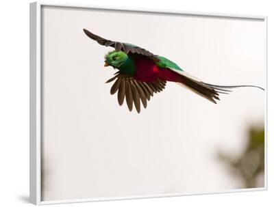 'Resplendent Quetzal in Flight, Costa Rica' Photographic Print - Cathy ...