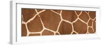 'Reticulated Giraffe Markings' Photographic Print | AllPosters.com