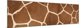 'Reticulated Giraffe Markings' Photographic Print | AllPosters.com