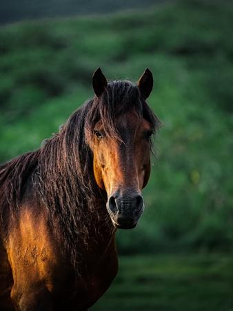'Garrano Horse' Photographic Print - Ricardo Moura | AllPosters.com