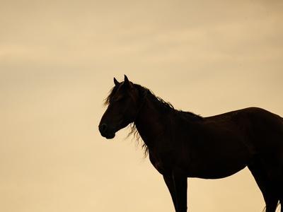 'Garrano Horse' Photographic Print - Ricardo Moura | AllPosters.com
