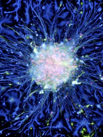 'Neural Stem Cell Culture' Photographic Print - Riccardo Cassiani ...