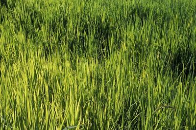 'Rice Field, Novara, Piedmont, Italy' Giclee Print | AllPosters.com