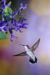 'Ruby-Throated Hummingbird on Cardinal Flower, Marion County, Illinois ...