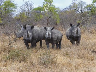 A Crash of Rhinos Giclee Print - Richard Palmer | AllPosters.com