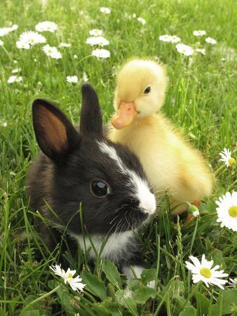 'Rabbit Bunny And Duckling Are Friends' Photographic Print - Richard ...