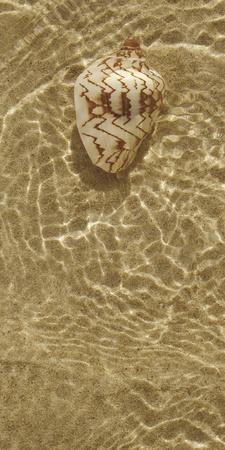 'Ripple Shell II' Giclee Print - Tony Koukos | AllPosters.com