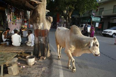 'Road and sidewalk with cow in Vrindavan, Uttar Pradesh, India ...