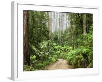 'Road Through Rainforest, Yarra Ranges National Park, Victoria ...
