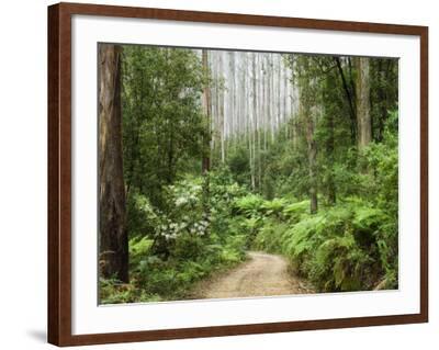 'Road Through Rainforest, Yarra Ranges National Park, Victoria ...