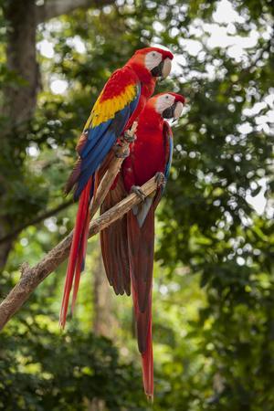 'Roatan Butterfly Garden, Scarlet Macaw, Parrot, Tropical Bird ...