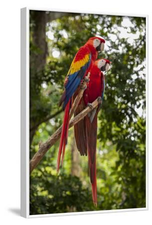 'Roatan Butterfly Garden, Scarlet Macaw, Parrot, Tropical Bird ...