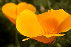 'California Poppy in Grass, Paso Robles, California, Usa' Photographic ...