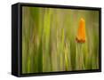 'California Poppy in Grass, Paso Robles, California, Usa' Photographic ...