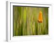 'California Poppy in Grass, Paso Robles, California, Usa' Photographic ...